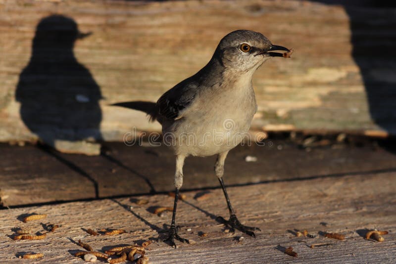 Closeup of the Northern Mockingbird, Mimus Polyglottos Feeding on Worms ...
