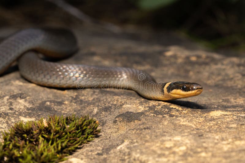 Closeup of a Northern Ringneck Snake on a Ground Stock Photo - Image of ...