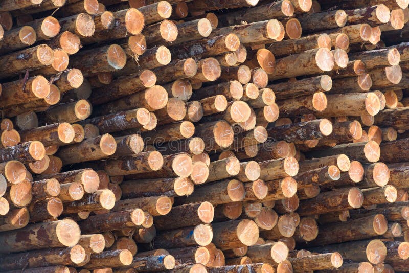 Closeup of Numbered Ends of Cut Logs Stacked for Processing Stock Image ...