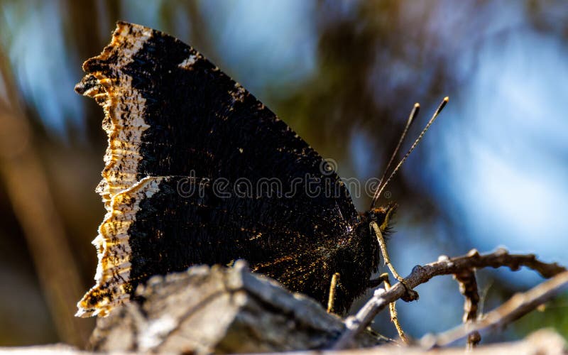 Closeup of Nymphalis Antiopa Butterfly Perching on Wood Stock Photo ...