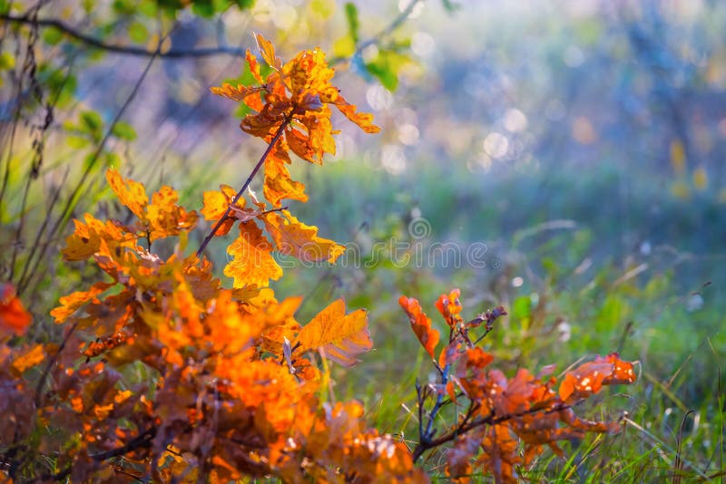 Closeup Oak Tree Branch in the Autumn Forest Stock Image - Image of ...