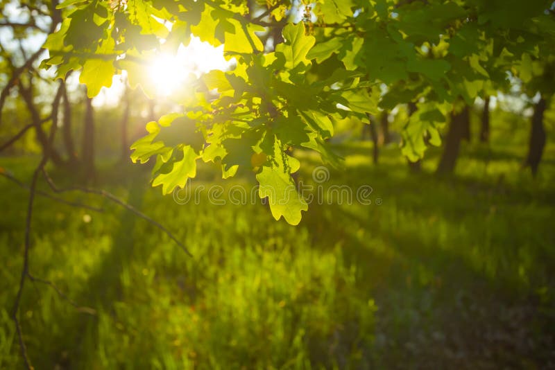 Oak Tree Branch in Light of Evening Sun Stock Image - Image of park ...