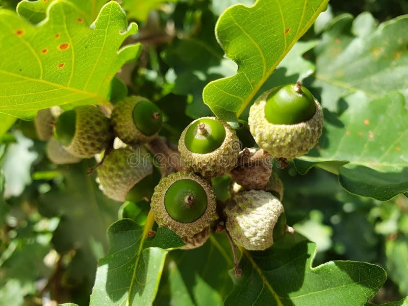 Closeup of an Oak Tree in the Forest in Sunlight Stock Image - Image of ...