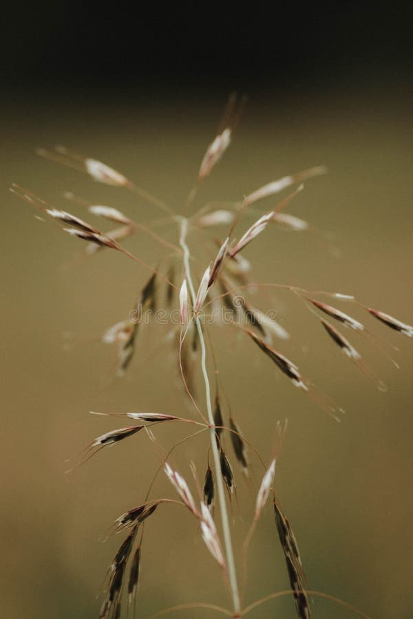 Closeup of the Oat Stalk, a Vertical Shot Stock Image - Image of ...