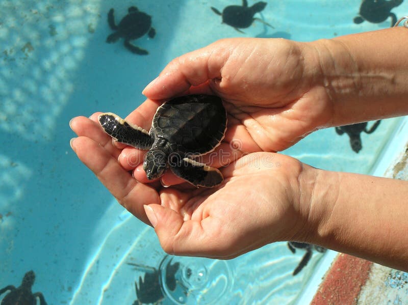Closeup of Ocean Baby Turtles Stock Photo - Image of hand, invertebrate ...