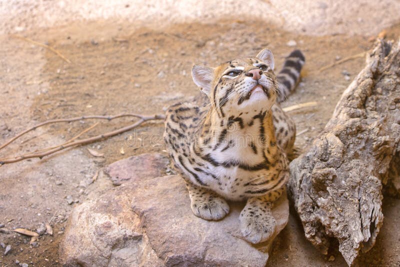 Are Ocelots Nice