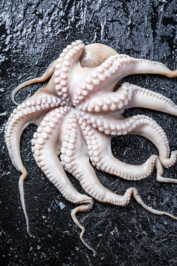 Closeup of octopus on rock stock photo. Image of copy - 39451338