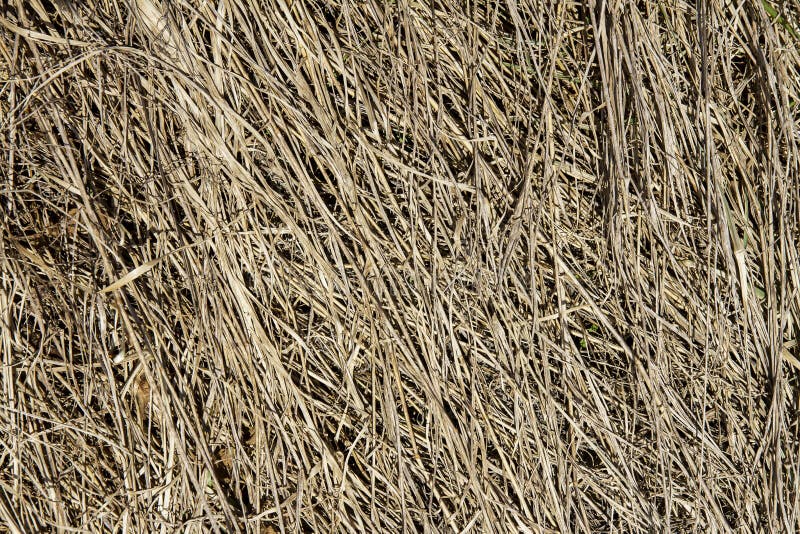 Closeup of Old Aged Dry Grass Straw Texture Background Stock Photo ...