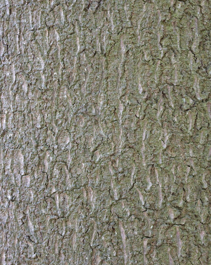 Closeup of Old Beech Tree Bark Stock Photo - Image of brown, detail ...