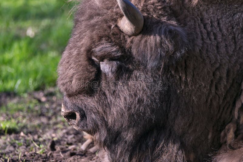 Closeup of an Old Bison with a Thick Wooly Brown Coat, Sleeping Under ...