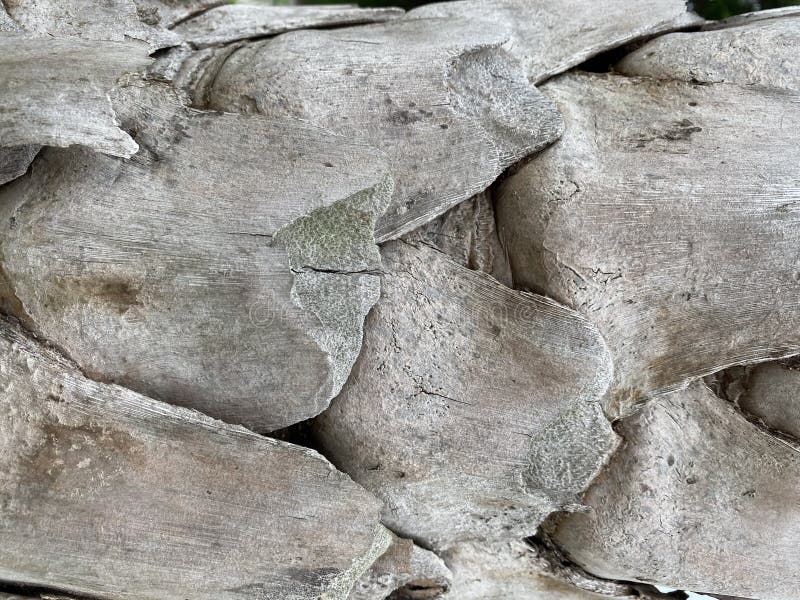 Plam Tree Branch Connections Stock Image - Image of closeup, showing ...