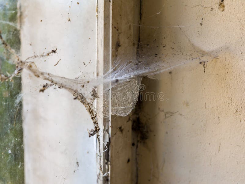 Old Dusty Window Wall Cobweb Stock Photos - Free & Royalty-Free Stock ...