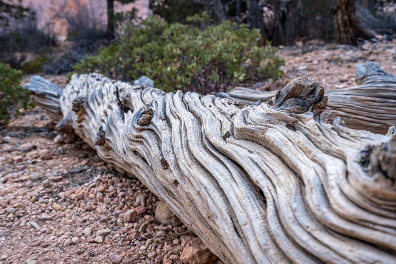 Closeup of an Old Dead Fallen Tree on the Ground Stock Illustration ...