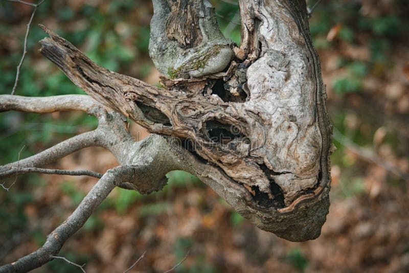 462 Old Deformed Tree Stock Photos - Free & Royalty-Free Stock Photos ...