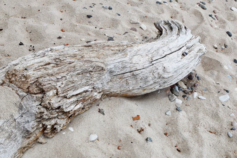 Closeup of Old Dry Tree Log Stock Image - Image of crack, tree: 119004597