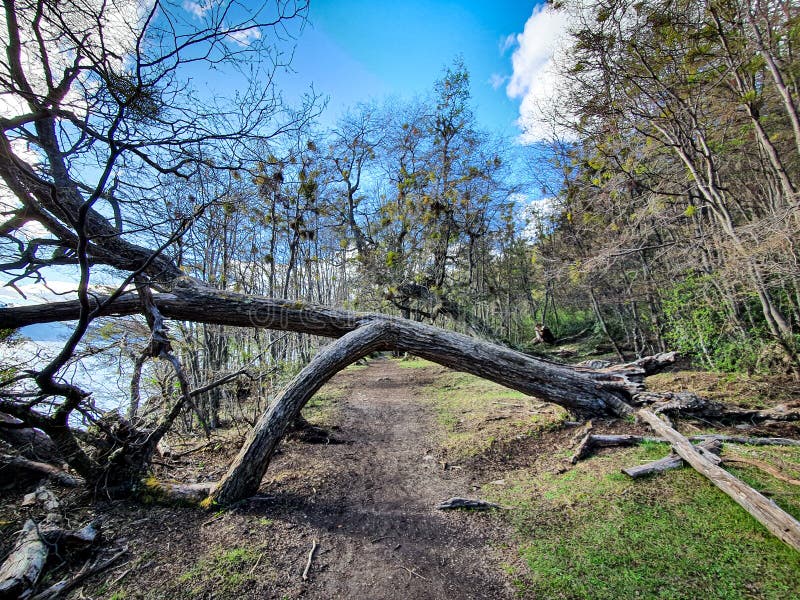 Closeup of an Old Fallen Tree in a Path Stock Image - Image of clouds ...