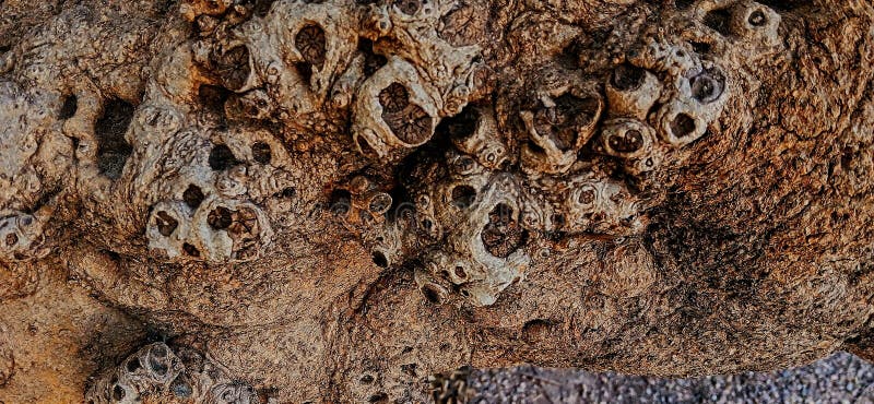 Rough Bark Banner stock image. Image of crack, looking - 70973491