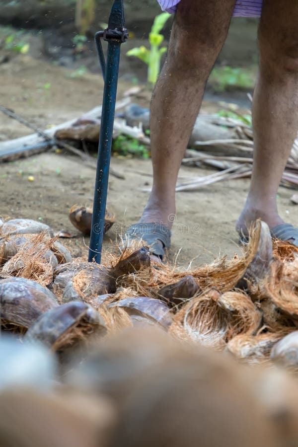 Closeup Old Knife Open Coconut Shell, Close-up View of a Coconut Peeler ...