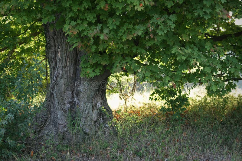 Old Maple Tree with Backlight. Stock Image - Image of backlit, ground ...