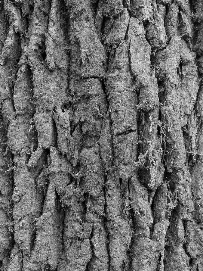 Closeup of Old Oak Bark Texture Stock Image - Image of cobweb, texture ...