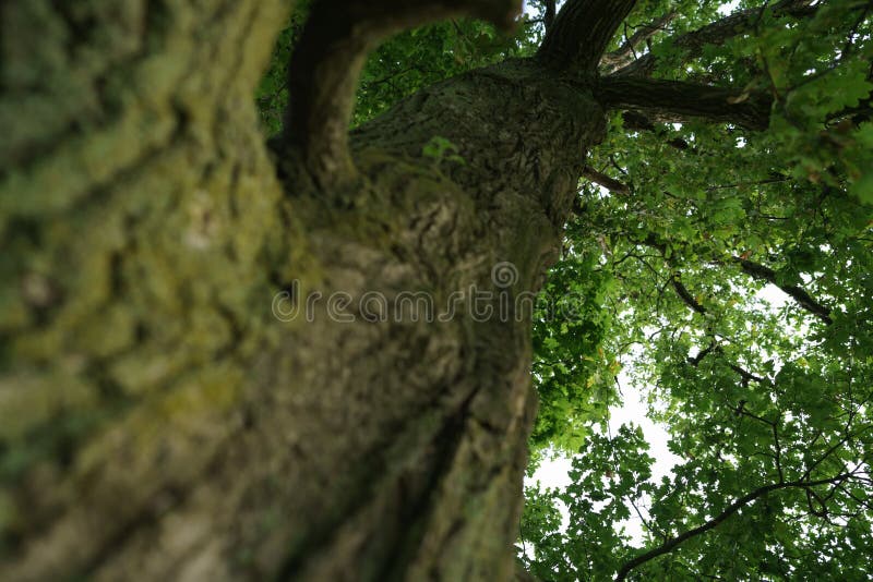 Closeup Old Oak Tree Low Angle Shot Stock Image - Image of summer ...