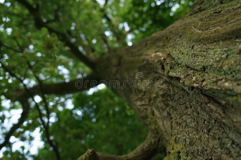 Closeup Old Oak Tree Low Angle Shot Stock Image - Image of leaf ...