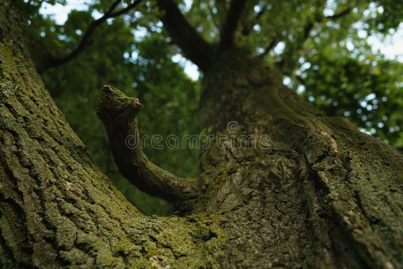 Closeup Old Oak Tree Low Angle Shot Stock Photo - Image of natural ...