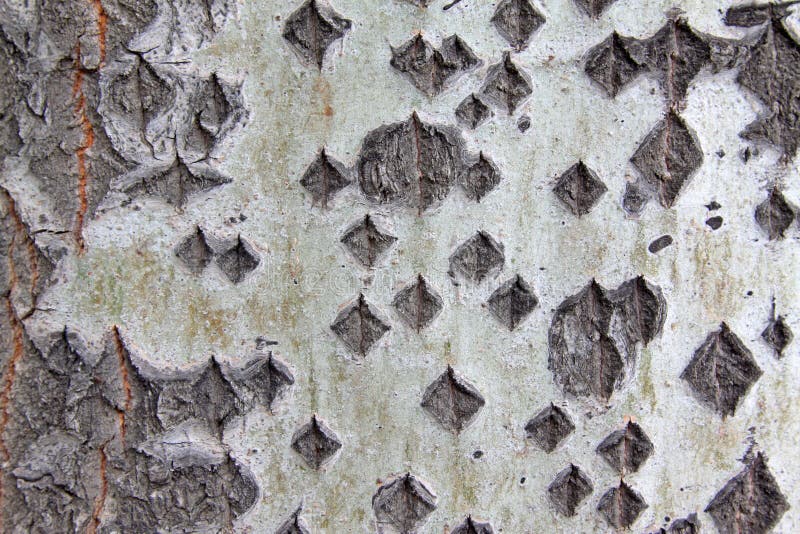 Old Populus Tomentosa Tree Bark Stock Photo - Image of plant, primary ...