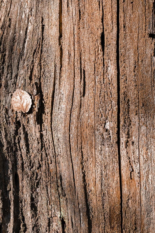 Closeup of Old Tree Bark with Plenty of Lines in Polesye Natural Resort ...