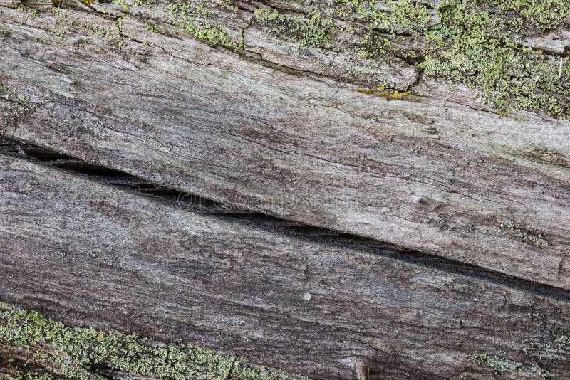 Closeup of an old tree stock photo. Image of natural - 93579894