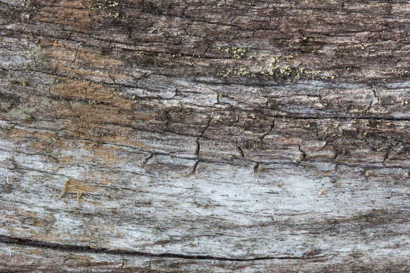 Closeup of an old tree stock photo. Image of natural - 93579998