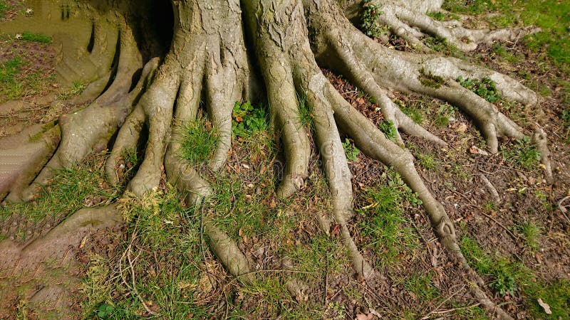 Tree roots on the ground stock photo. Image of forest - 32983550
