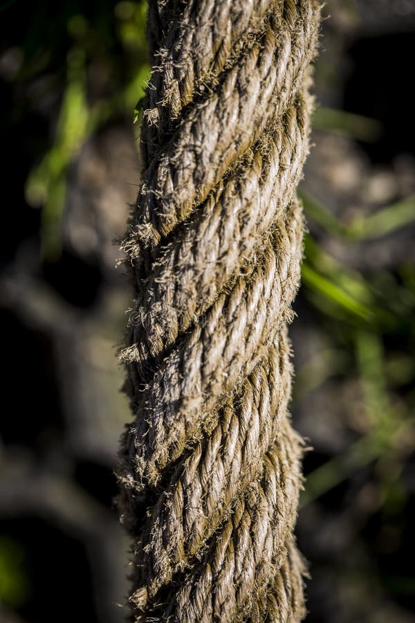 Closeup of a twisted rope stock photo. Image of bark - 196583222