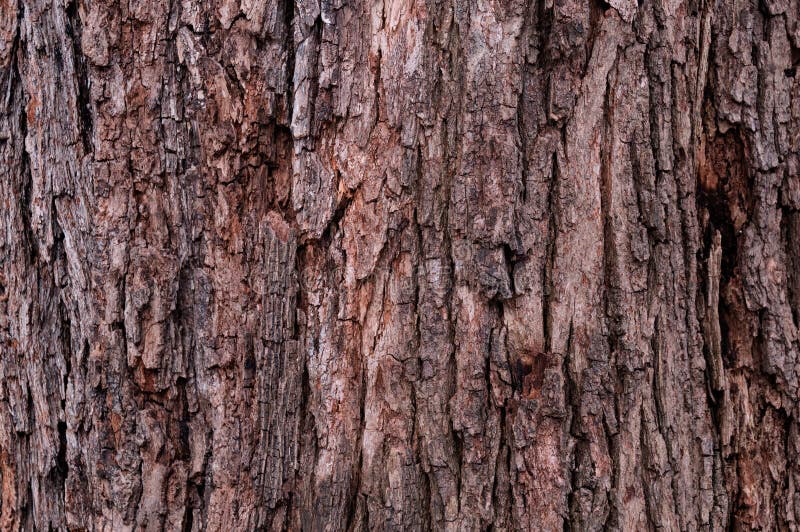 Closeup of Old Weather Beaten Tree Bark Texture Background Pattern ...