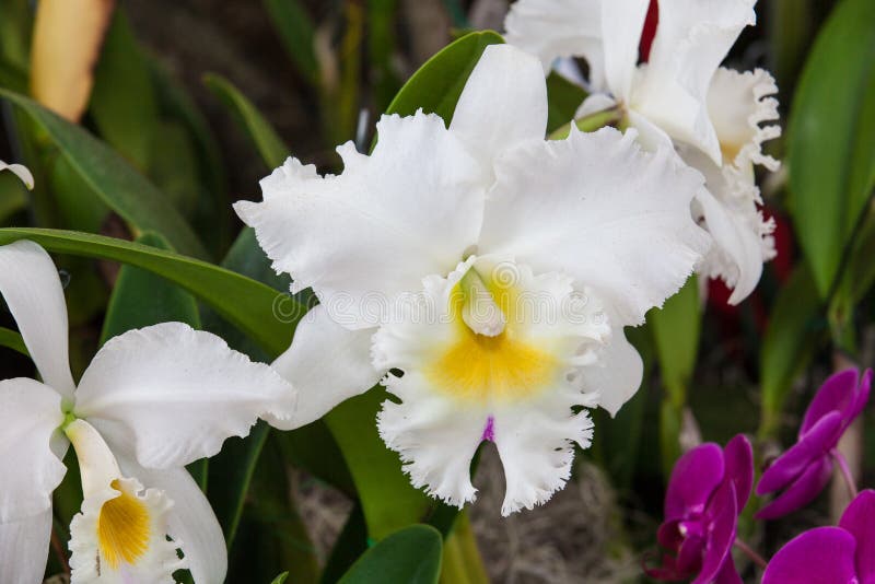Closeup of One of the Beautiful Colombian Orchids Stock Photo - Image ...