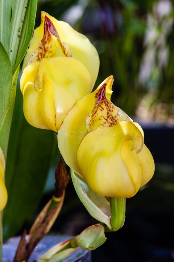 Closeup of One of the Beautiful Colombian Orchids Stock Photo - Image ...