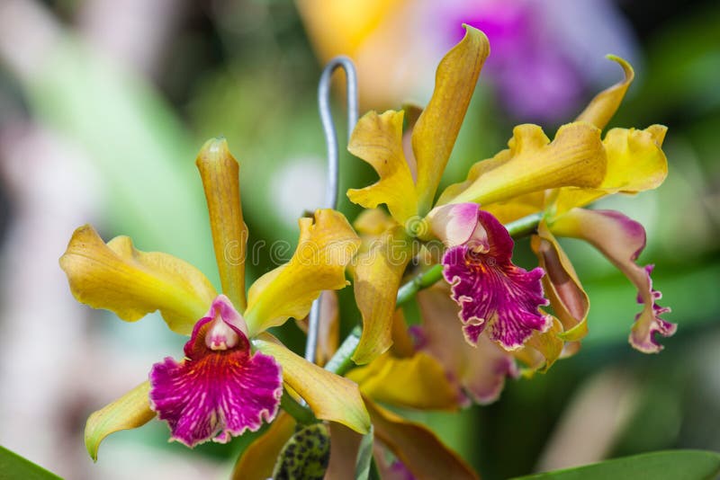 Closeup of One of the Beautiful Colombian Orchids Stock Photo - Image ...