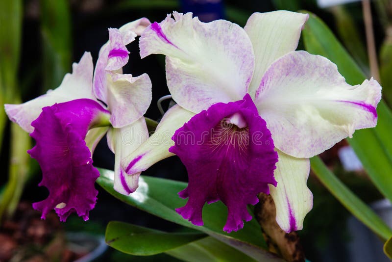 Closeup of One of the Beautiful Colombian Orchids Stock Image - Image ...