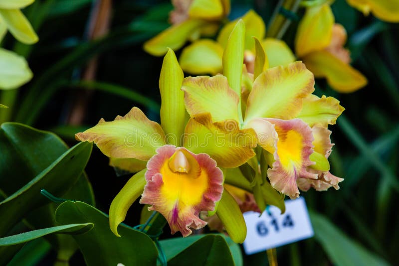 Closeup of One of the Beautiful Colombian Orchids Stock Photo - Image ...