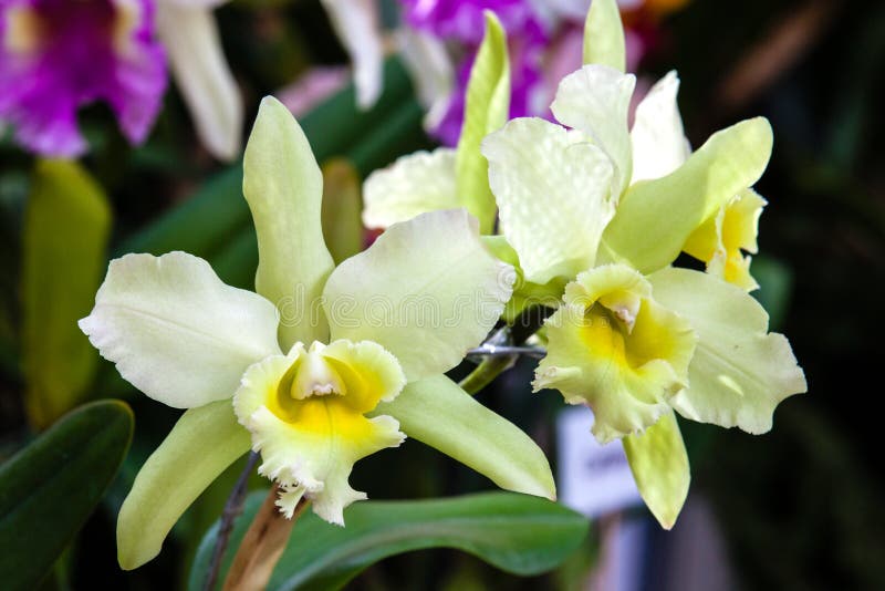 Closeup of One of the Beautiful Colombian Orchids Stock Photo - Image ...