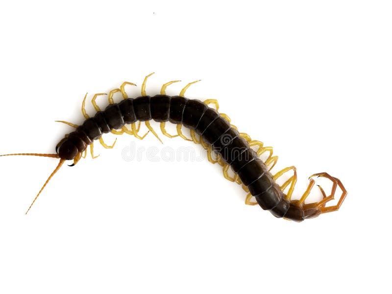 Brown Centipede on White Background Stock Image - Image of colorful ...