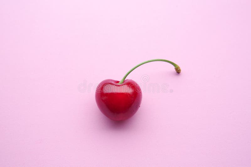 Closeup of One Cherry on Pink Background Stock Photo - Image of garden ...