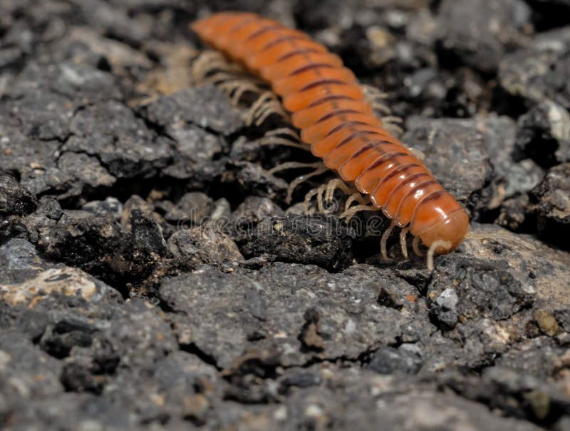 Closeup of One Red Brown Centipede Stock Photo - Image of japan ...