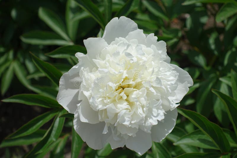 Closeup of One White Peony Flower Stock Photo - Image of herbaceous ...
