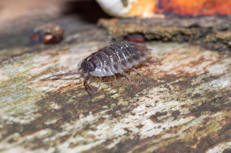 Closeup on Oniscus Asellus, the Common Woodlouse Stock Image - Image of ...