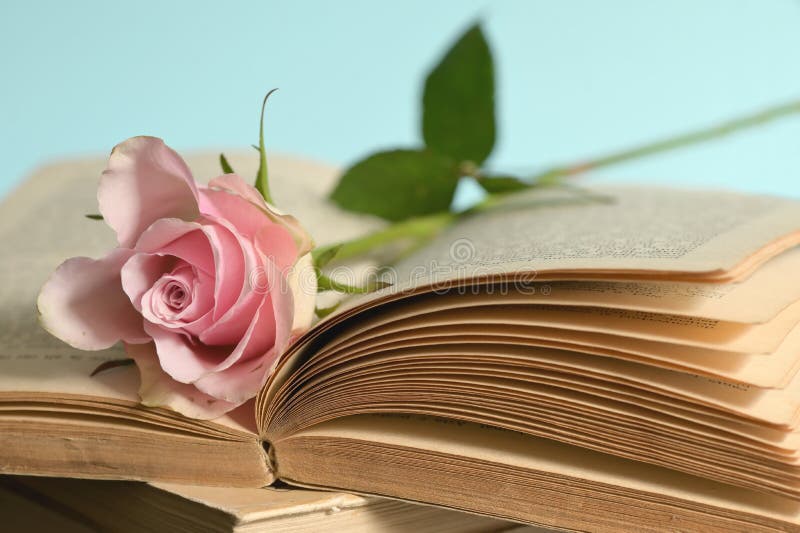 Closeup of Open Book and Pink Rose Stock Photo - Image of education ...