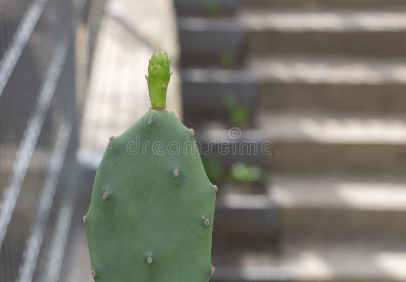 A Closeup of an Open Cactus Fruit on the Left Side, Placed in Front of ...
