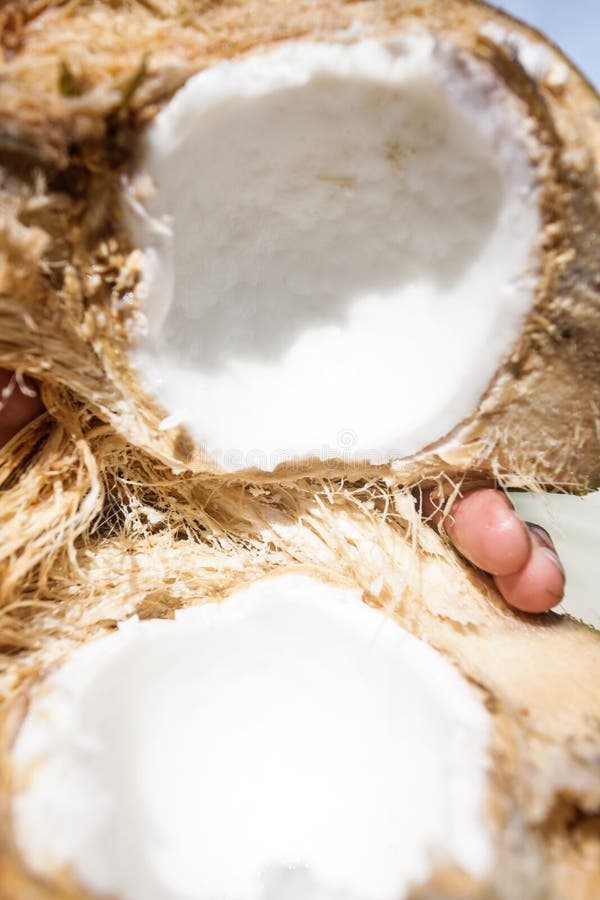 Closeup of an open coconut stock photo. Image of ready - 61717094