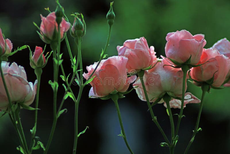Close-up of an Open Pink Rose Stock Photo - Image of garden, pink ...
