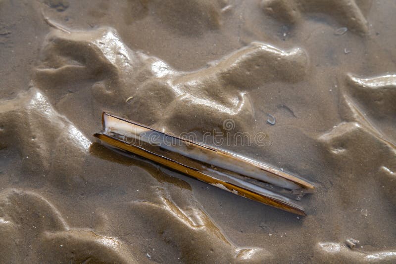 Closeup of an Open Razor Shell on the Beach Stock Photo - Image of ...